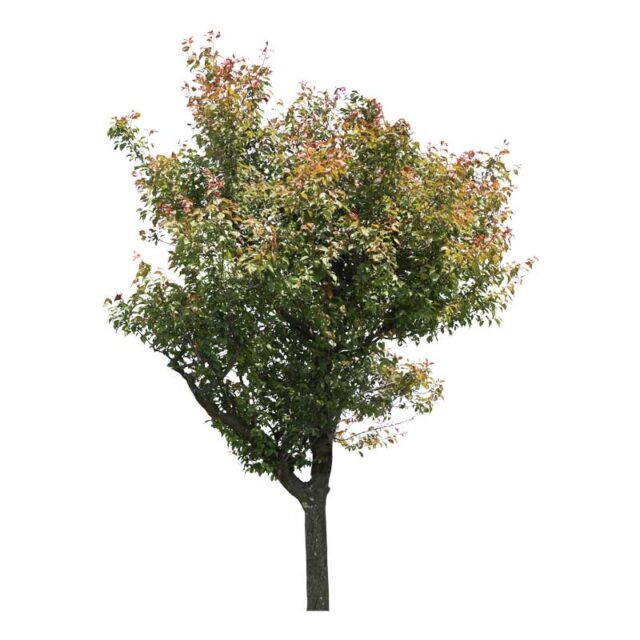 樹木素材 – ページ 5 – sozaiya.com