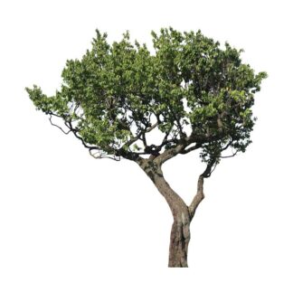 T3_210 – sozaiya.com