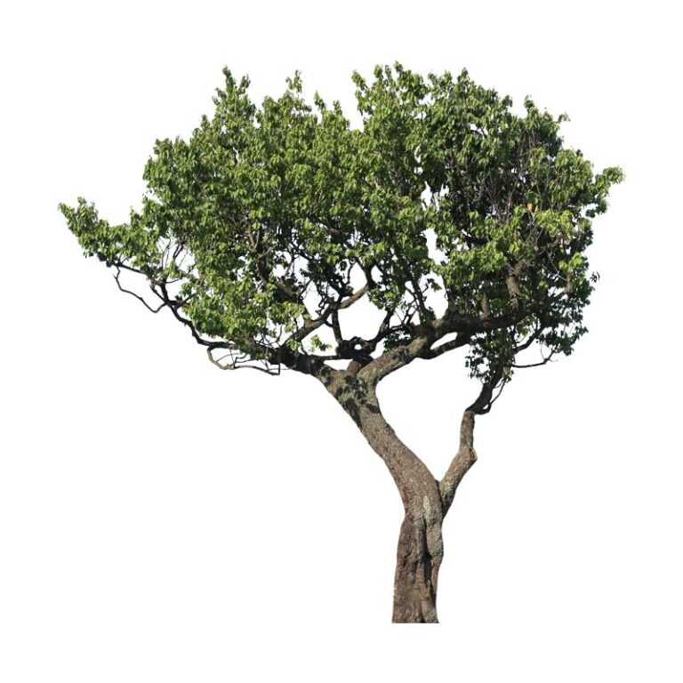 T3_076 – sozaiya.com