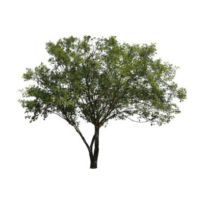 T3_088 – sozaiya.com