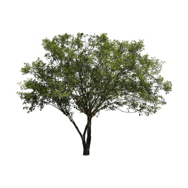 樹木素材 – ページ 6 – sozaiya.com