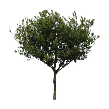 T3_002 – sozaiya.com