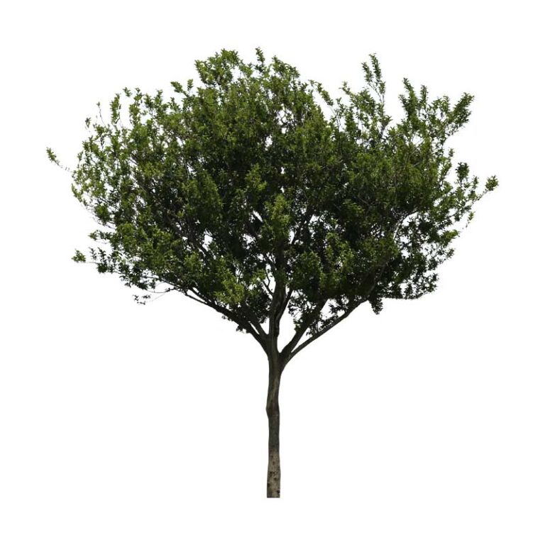 T3_079 – sozaiya.com