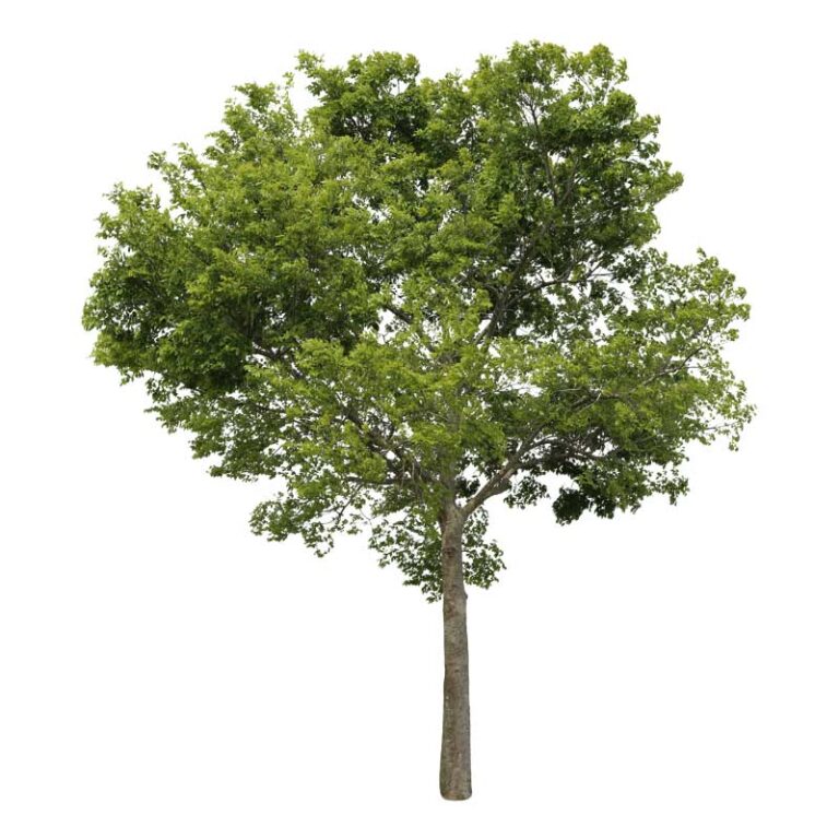 T3_082 – sozaiya.com