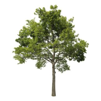 T3_084 – sozaiya.com