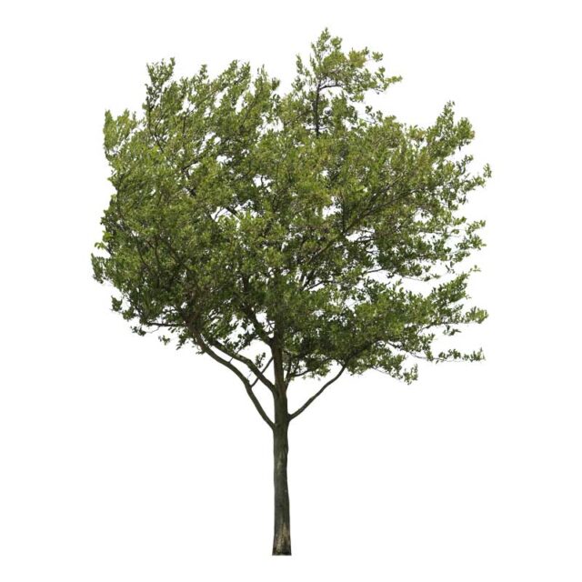 樹木素材 – ページ 5 – sozaiya.com