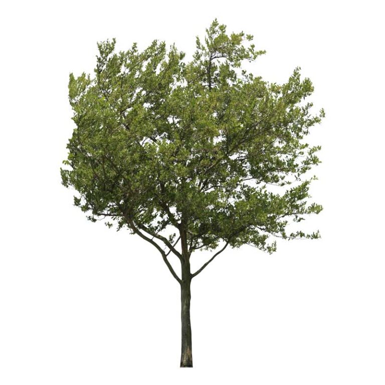 T3_082 – sozaiya.com