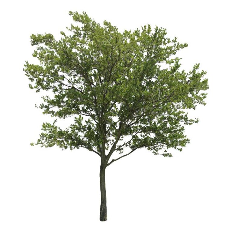 樹木素材 – ページ 6 – sozaiya.com