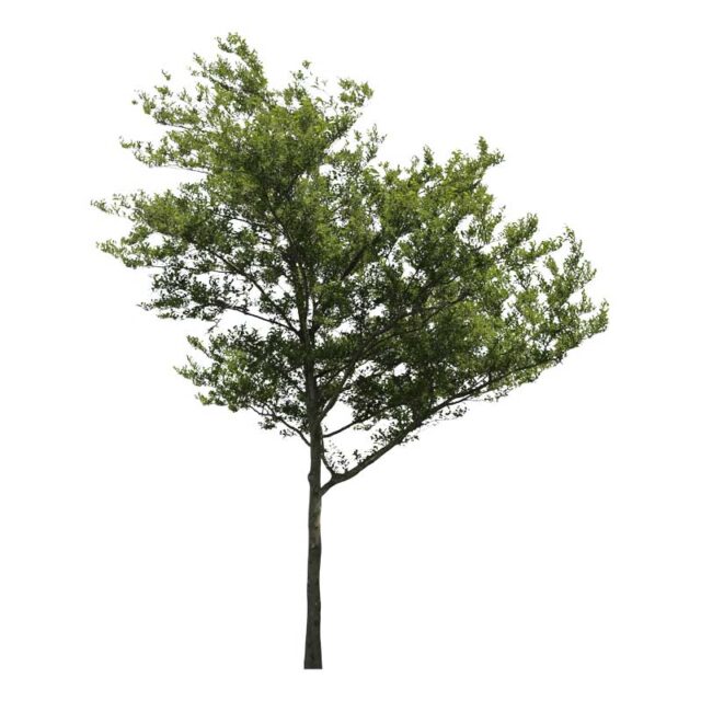 T3_088 – sozaiya.com