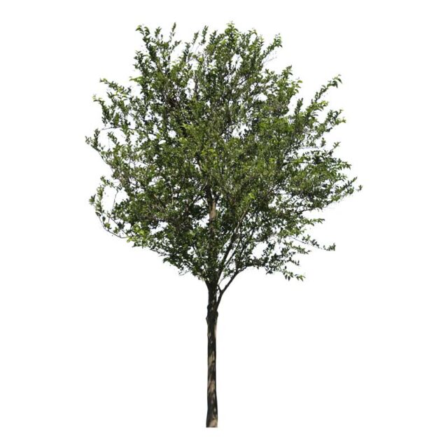 T3_089 – sozaiya.com