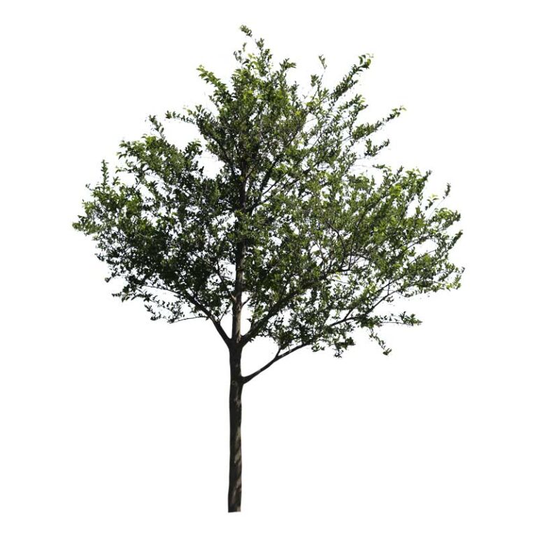 樹木素材 – sozaiya.com