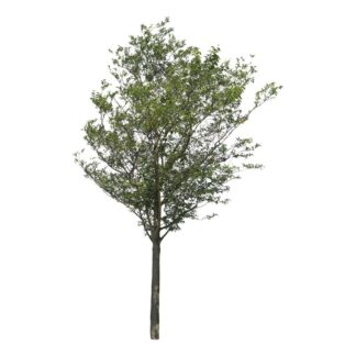 T3_082 – sozaiya.com