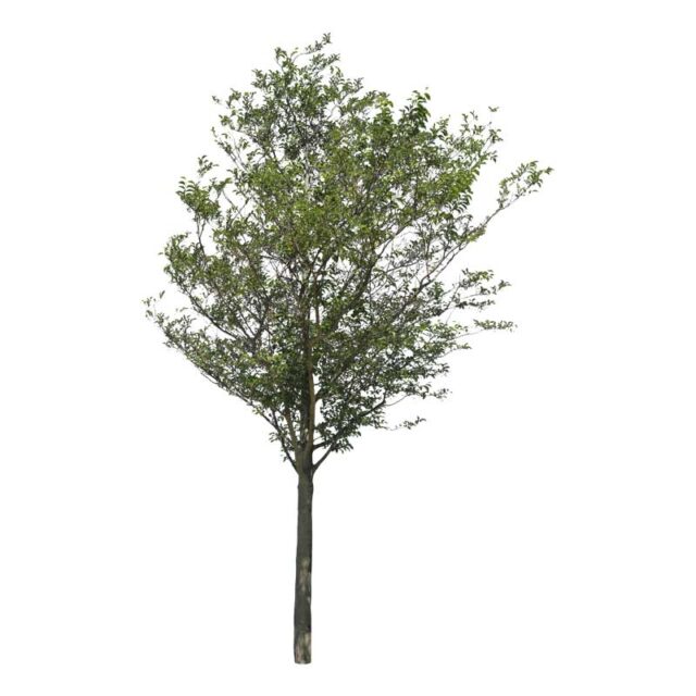 T3_082 – sozaiya.com