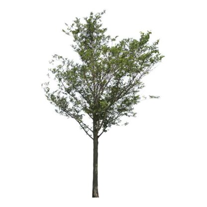 T3_088 – sozaiya.com