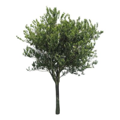 T3_002 – sozaiya.com