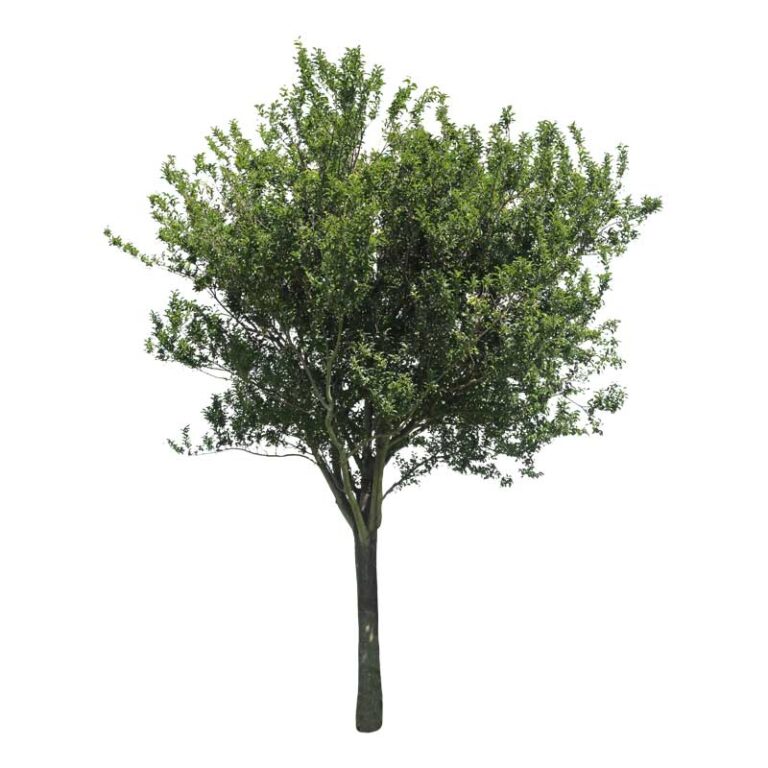 樹木素材 – ページ 6 – sozaiya.com