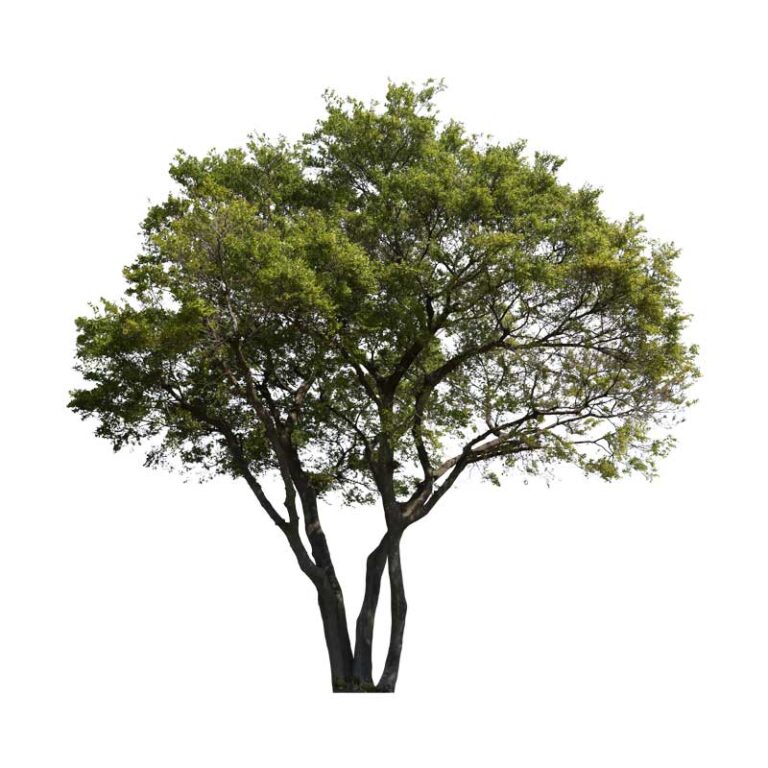 樹木素材 – ページ 3 – sozaiya.com