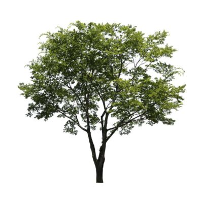 T3_290 – sozaiya.com