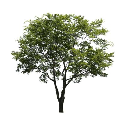 T3_181 – sozaiya.com