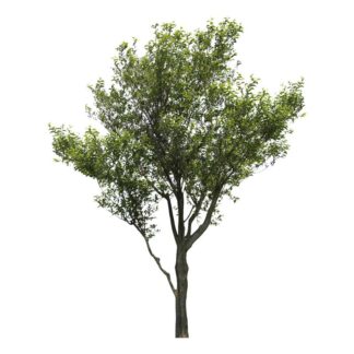 無料樹木素材セット07-30個 free_trees_set07 – sozaiya.com