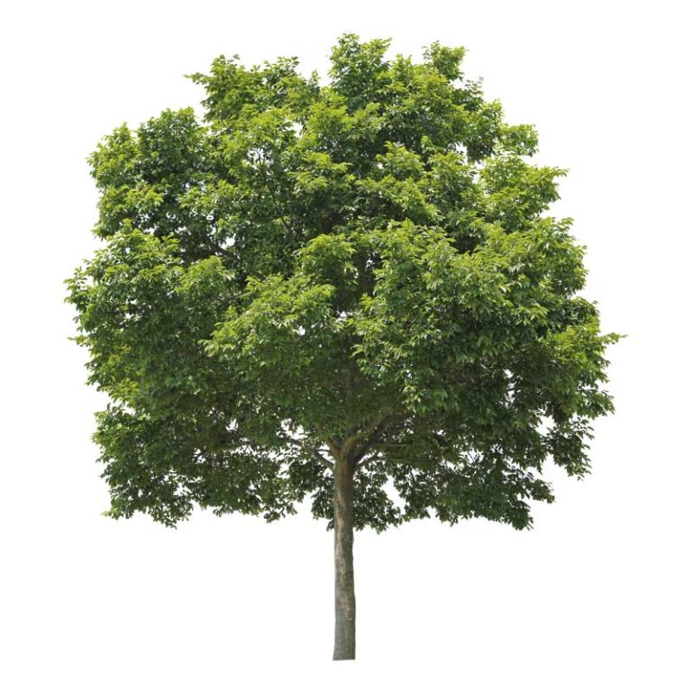 T3_082 – sozaiya.com