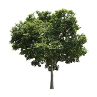 T3_009 – sozaiya.com