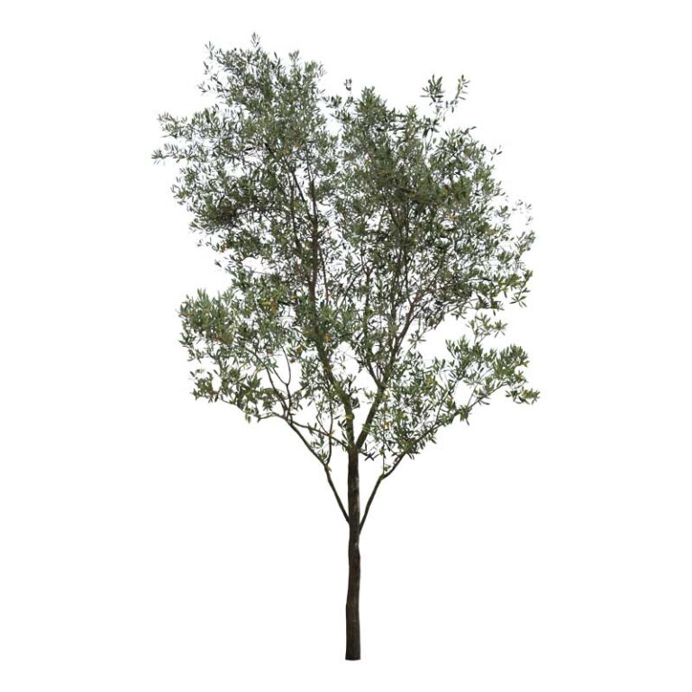 樹木素材 – ページ 4 – sozaiya.com