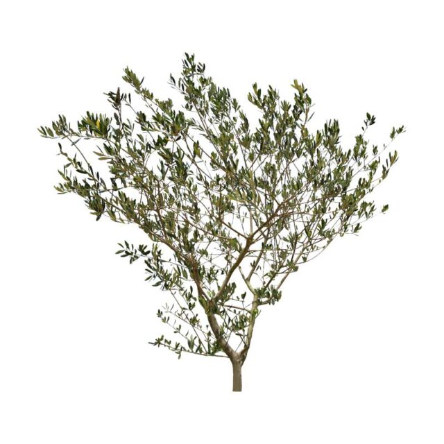 T3_109 – sozaiya.com