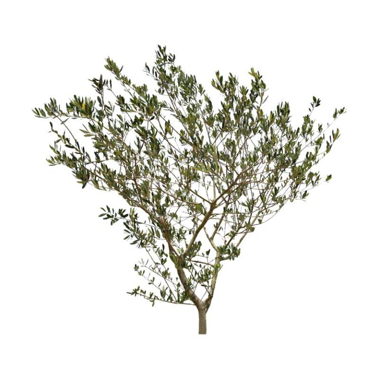 樹木素材 – ページ 2 – sozaiya.com