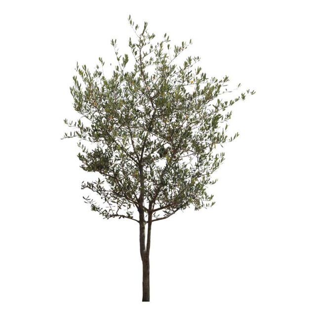 無料樹木素材セット07-30個 free_trees_set07 – sozaiya.com