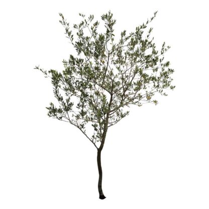 T3_162 – sozaiya.com