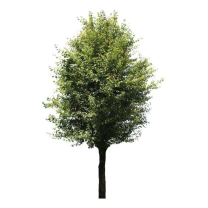 T3_052 – sozaiya.com