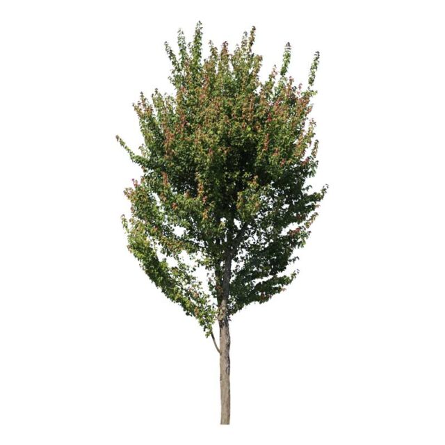 樹木素材 – sozaiya.com