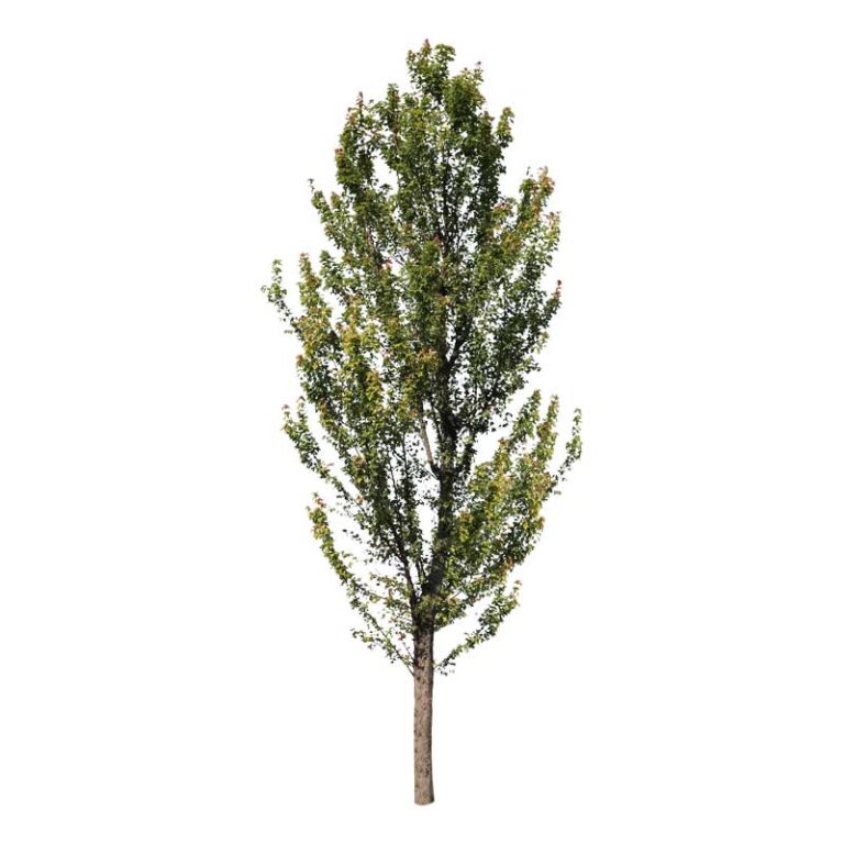 無料樹木素材セット07-30個 free_trees_set07 – sozaiya.com