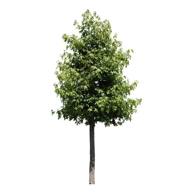 T3_117 – sozaiya.com