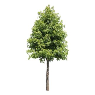 T3_119 – sozaiya.com