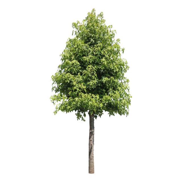 樹木素材 – sozaiya.com