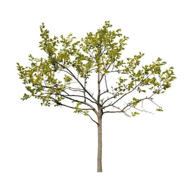 樹木素材 – sozaiya.com