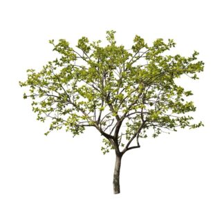 T3_121 – sozaiya.com