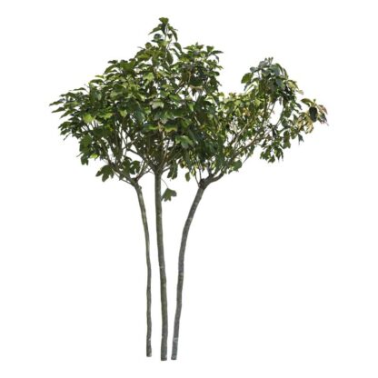 T3_297 – sozaiya.com