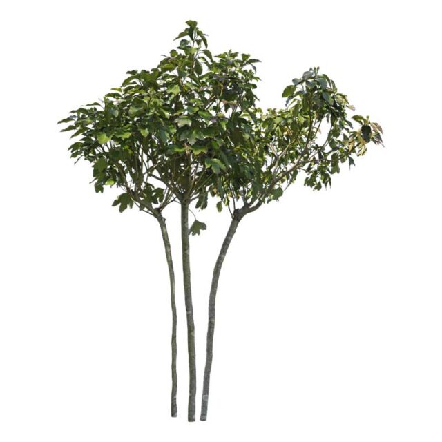 T3_123 – sozaiya.com