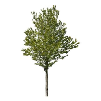 T3_166 – sozaiya.com