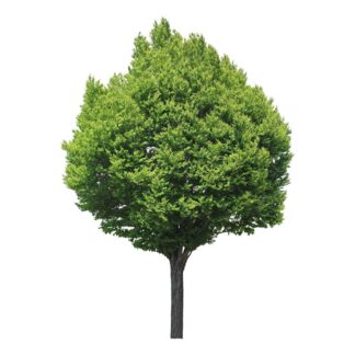 T3_089 – sozaiya.com