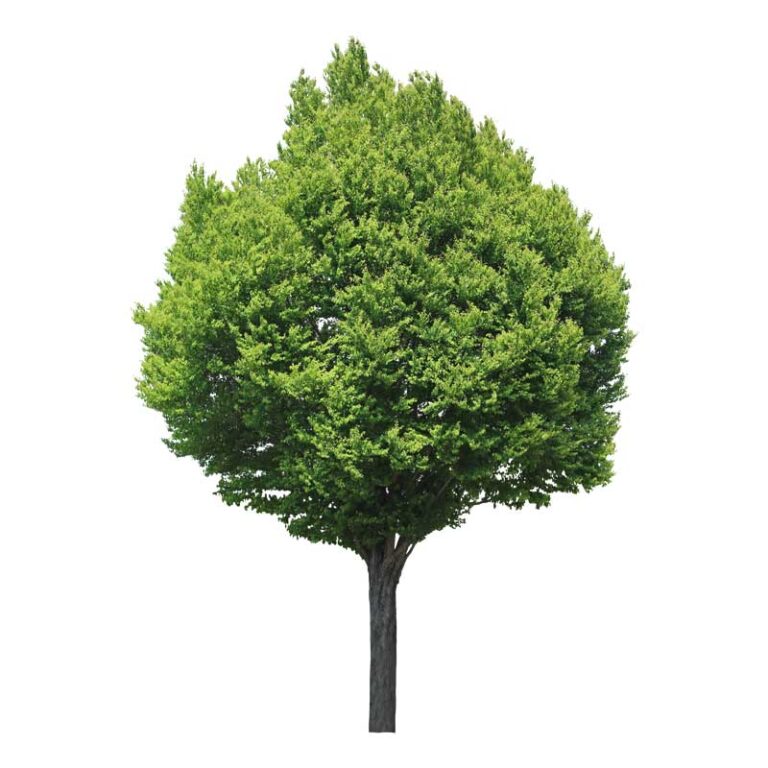 樹木素材 – ページ 2 – sozaiya.com