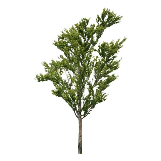 T3_082 – sozaiya.com