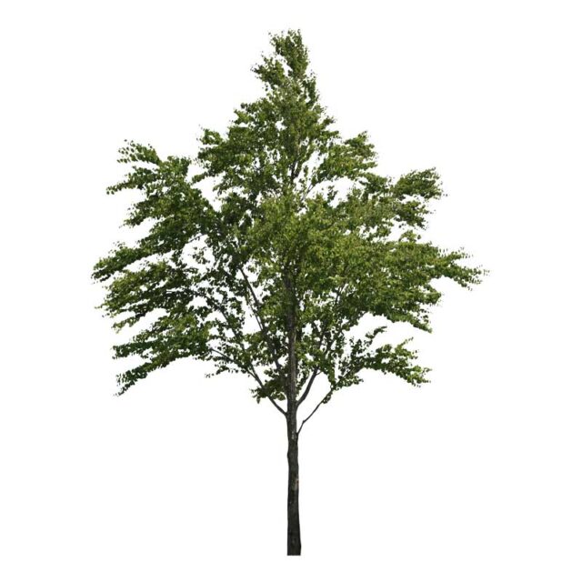 T3_132 – sozaiya.com