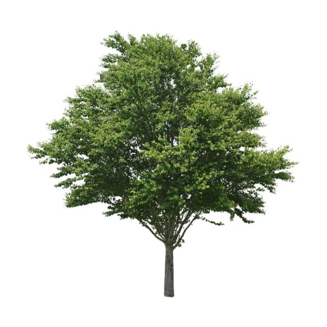 無料樹木素材セット07-30個 free_trees_set07 – sozaiya.com