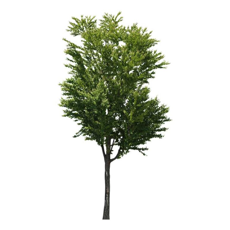 T3_136 – sozaiya.com