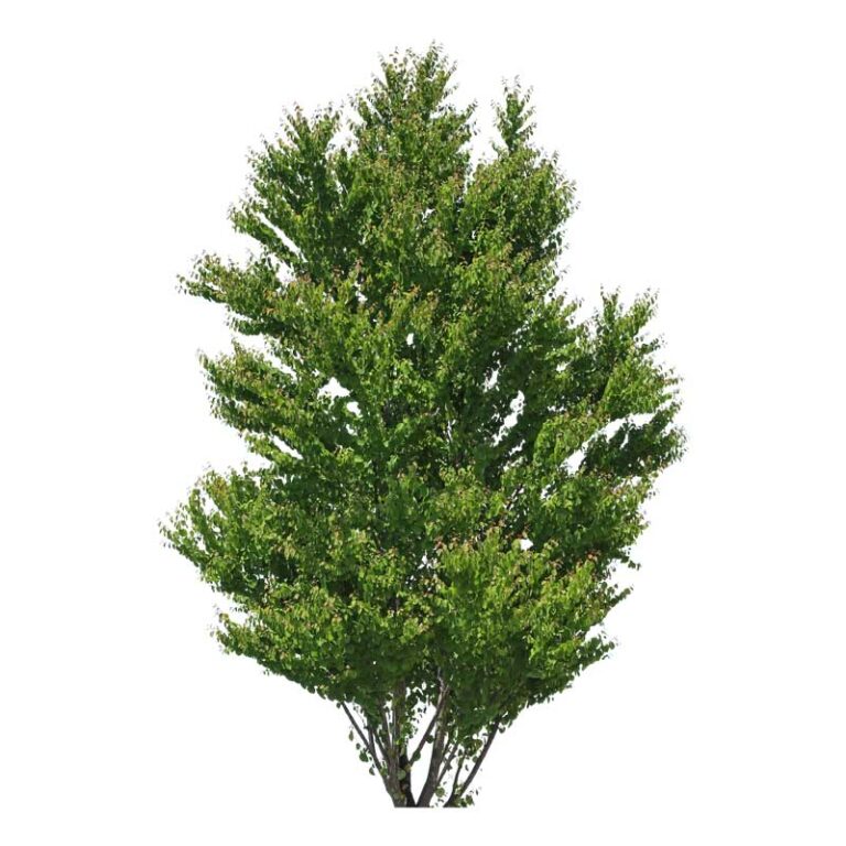 樹木素材 – sozaiya.com