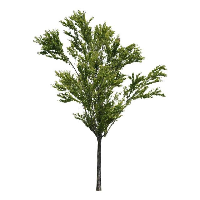 無料樹木素材セット04-100個 free_trees_set04 – sozaiya.com